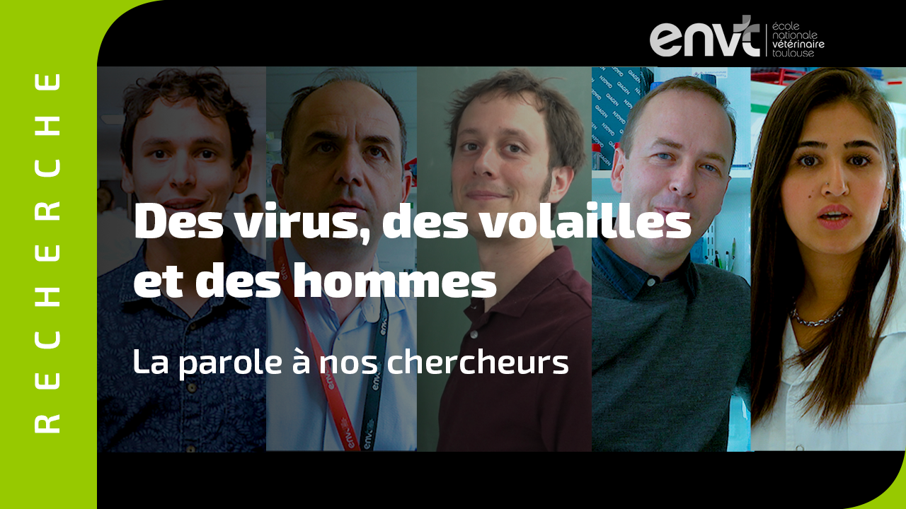 Des virus, des volailles et des hommes - Actualité, IHAP, Recherche - ENVT