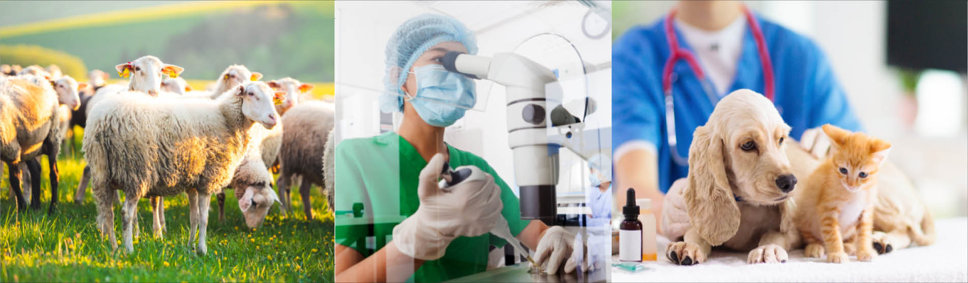 L'agrément de l'ENVT en tant qu'organisme de formation continue ...