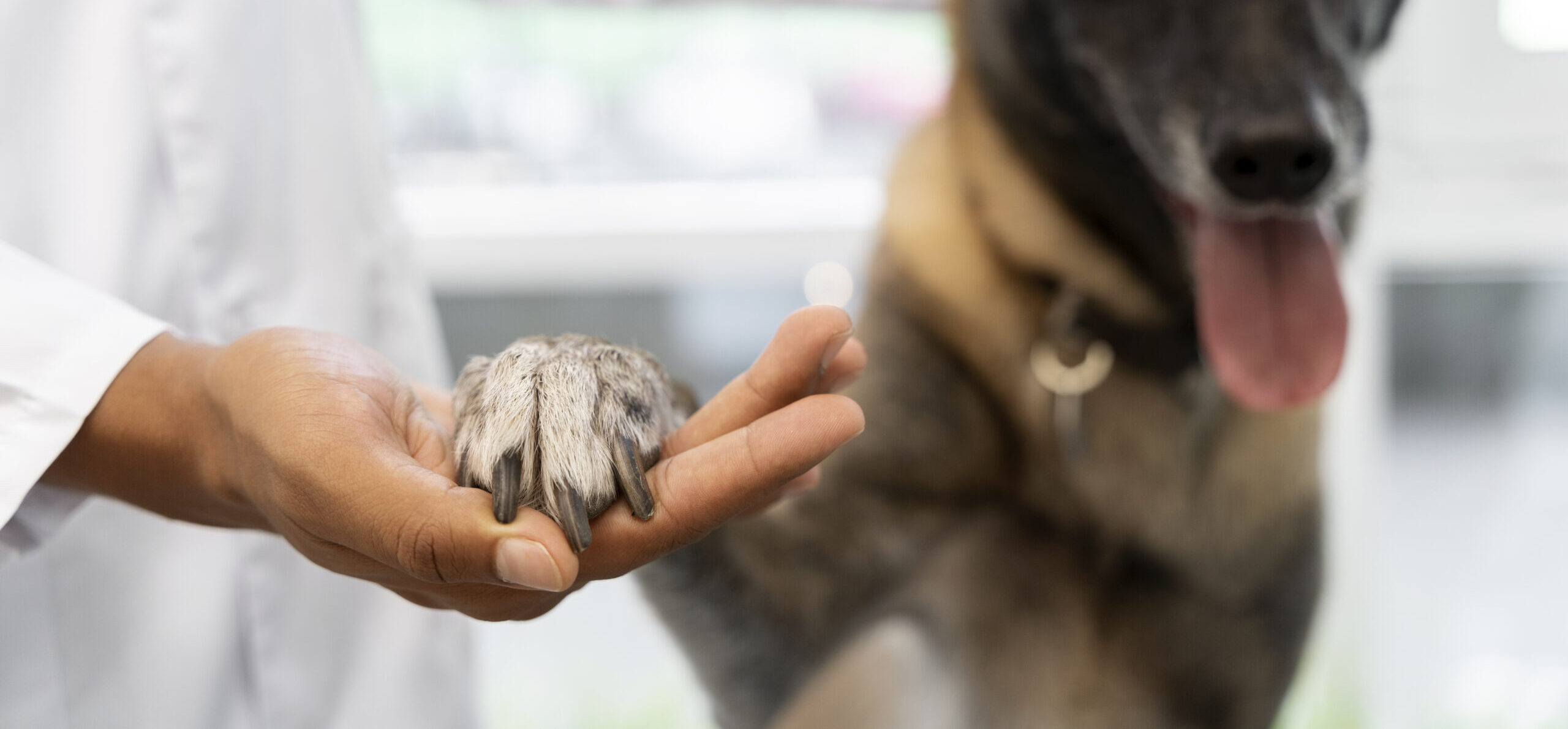 Votre chien est atteint de dermatite atopique ? - Actualité, CHUVAC ...